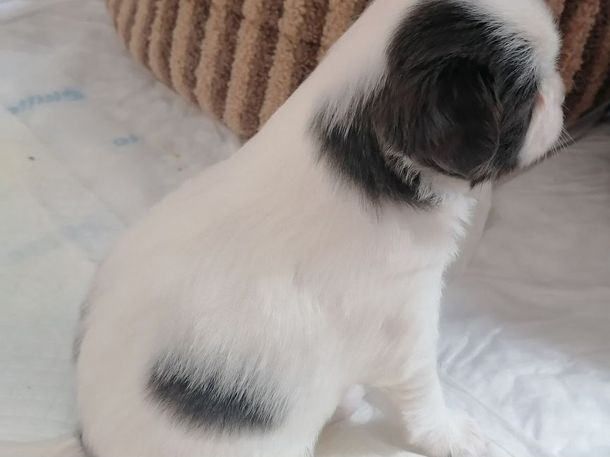 Малышка чихуа