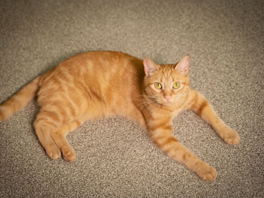 Рыжая кошка Мандаринка в добрые руки