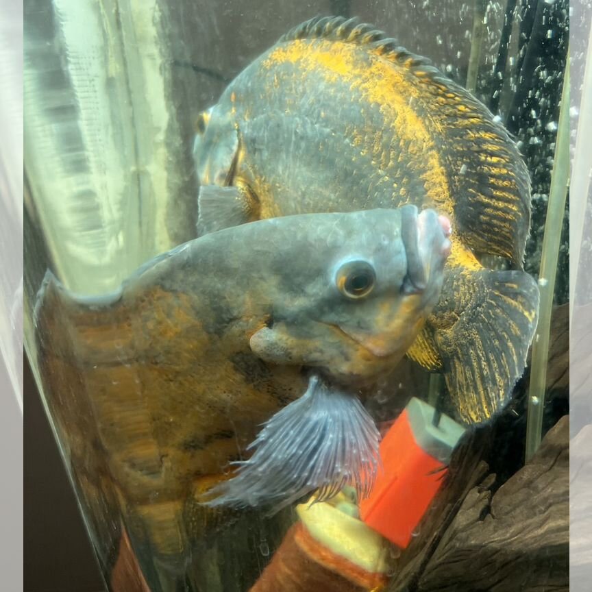 Аквариумные рыбы цихлиды