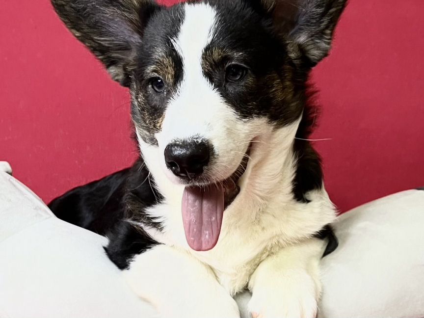 Вельш корги мальчишка