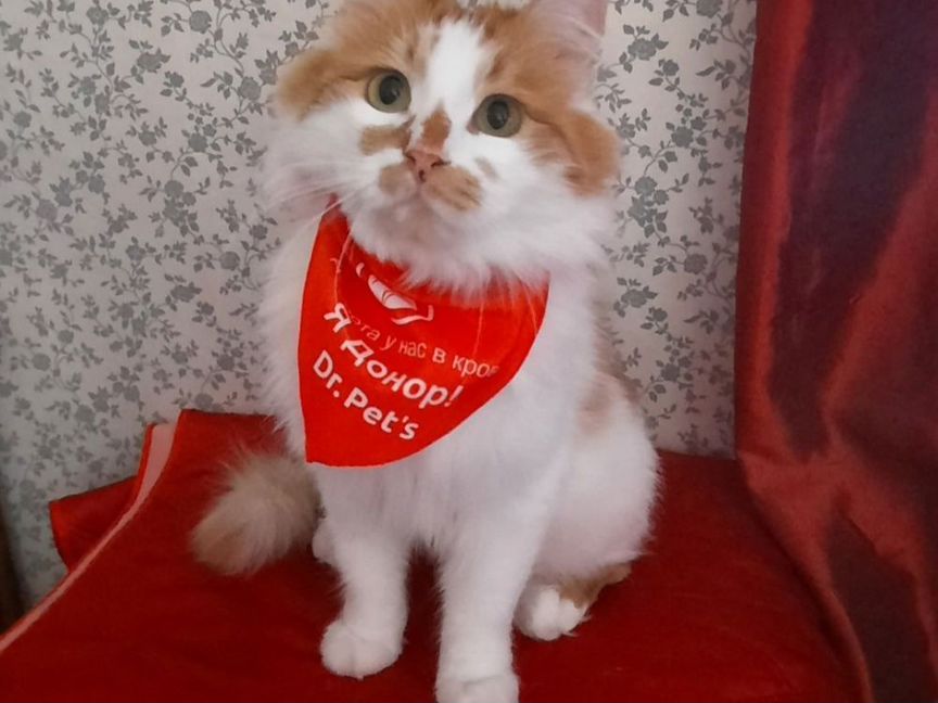 Очень умный бело-рыжий кот, не кот,а подарок