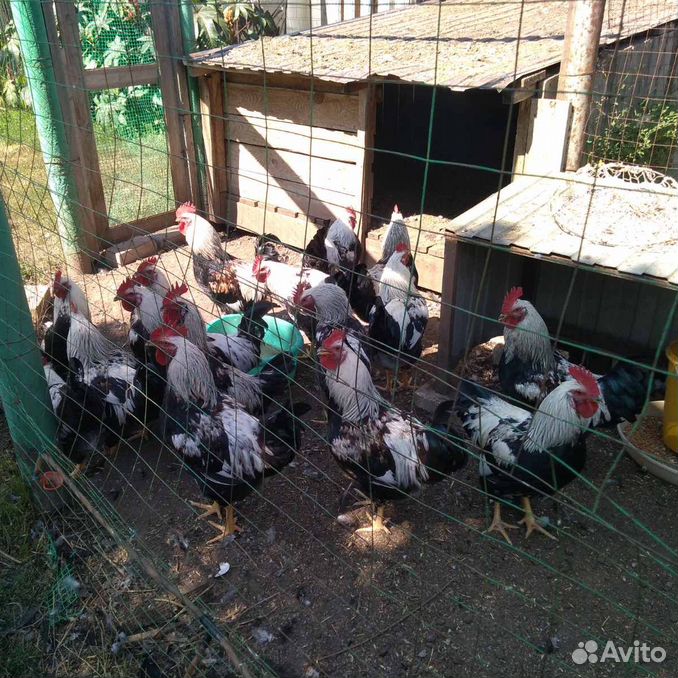 Продаю петухов Загорская Лососевая