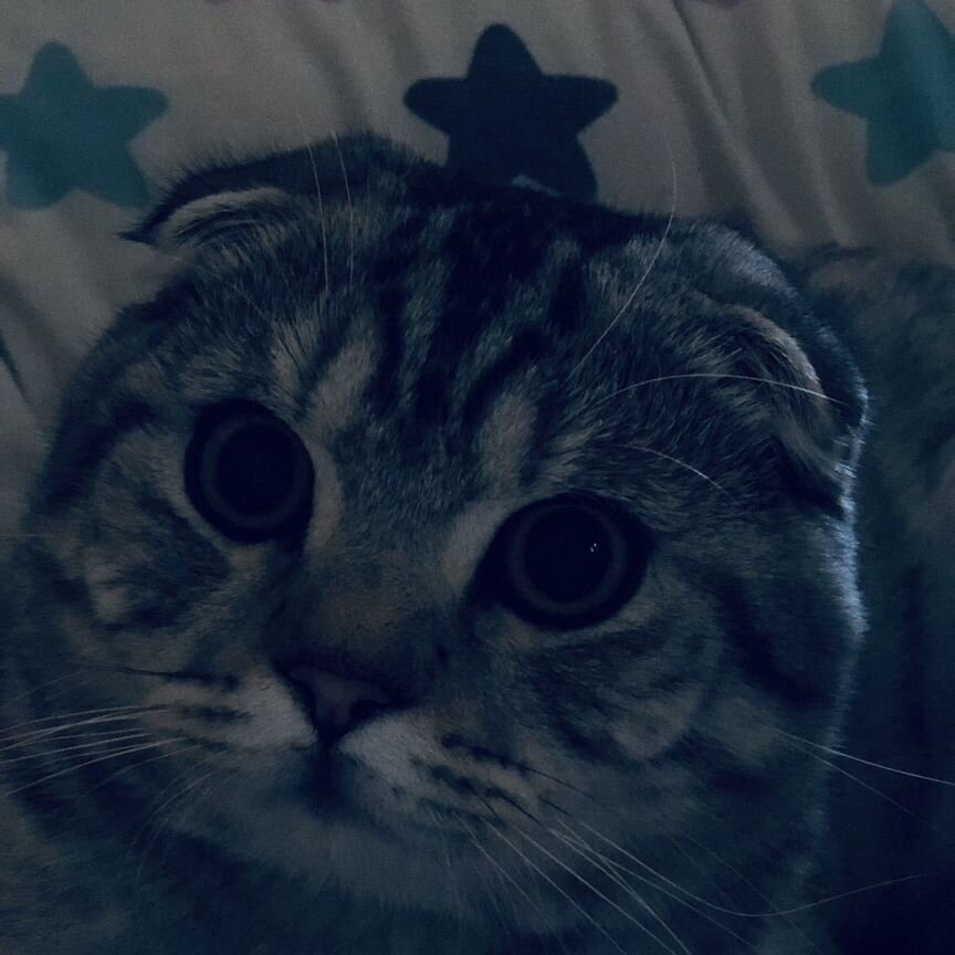 Шотландский вислоухий кот