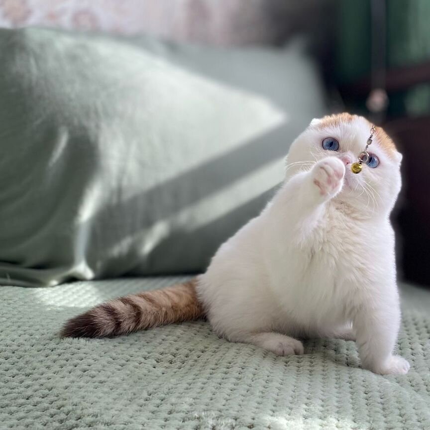 Коротколапая малышка