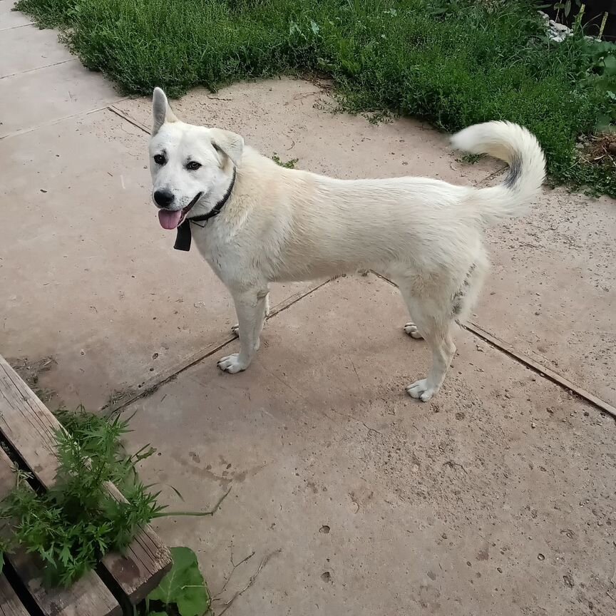 Собака в добрые руки