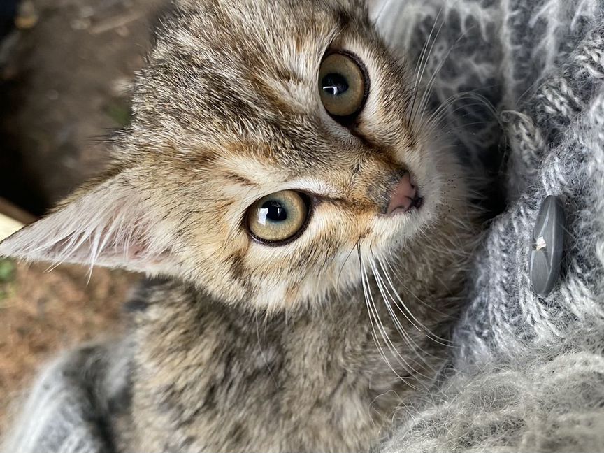 Кошка