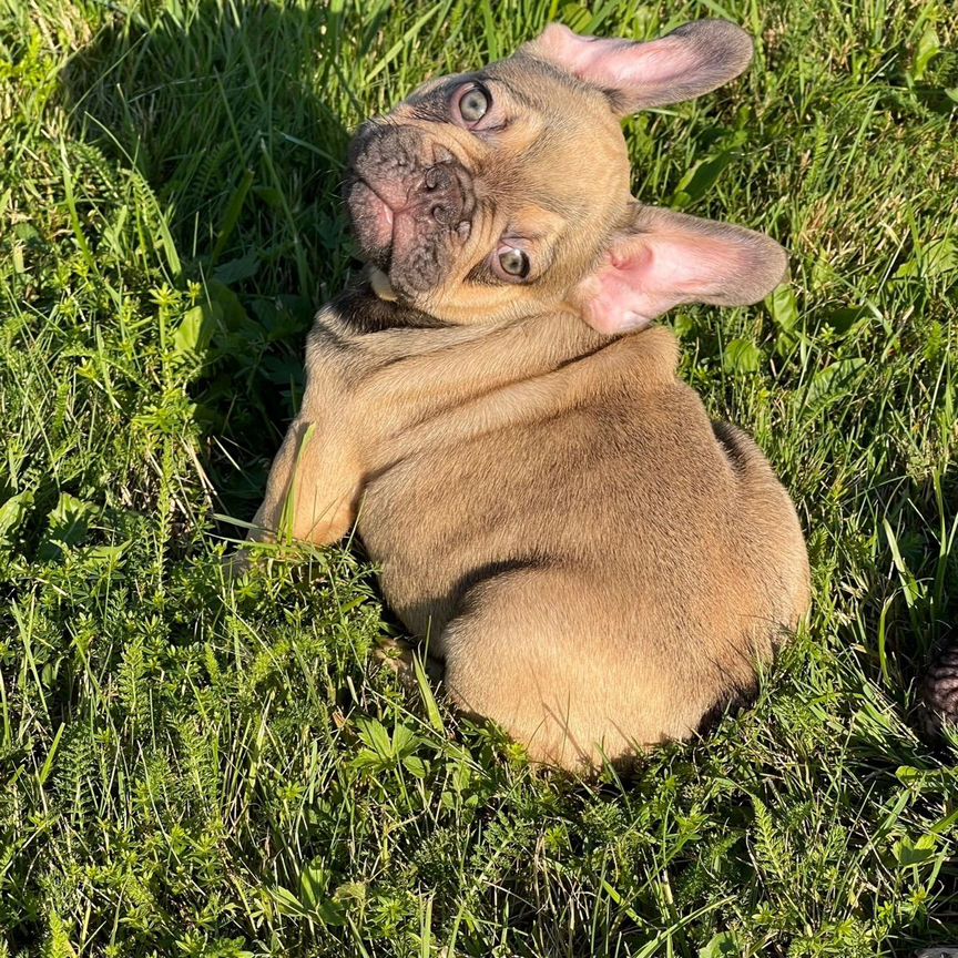 Французский бульдог