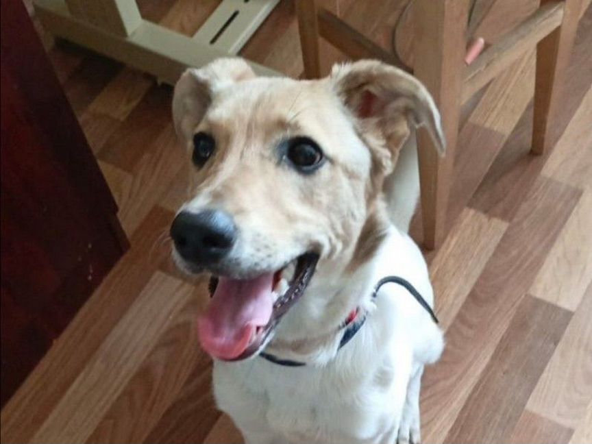 Милашка ищет дом и любящую семью. 6 мес