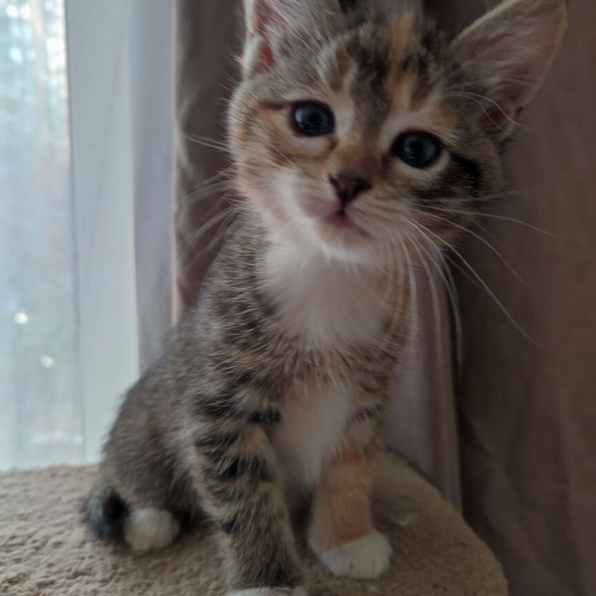 Кошка Бася