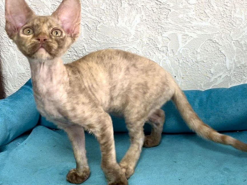 Девон-рекс элитные котята
