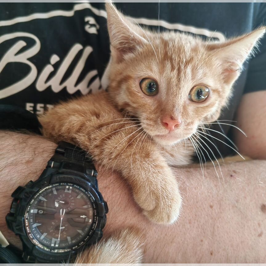 Котёнок в добрые руки