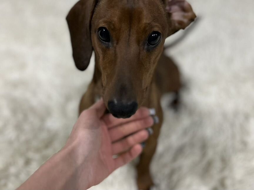 Кроличья такса