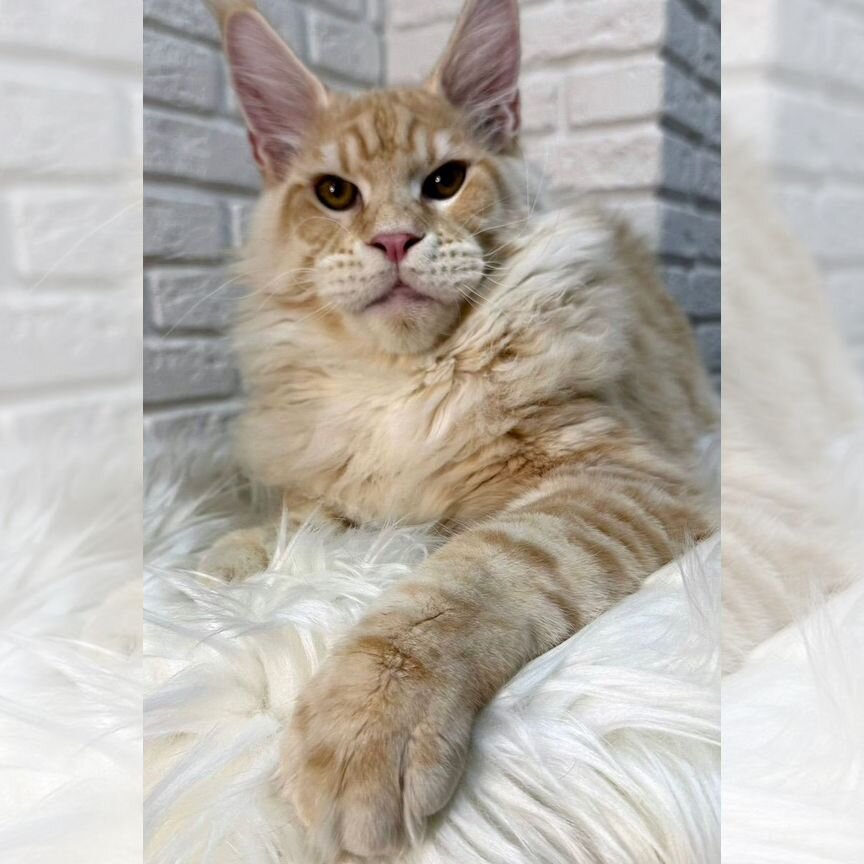 Мейн-кун котёнок