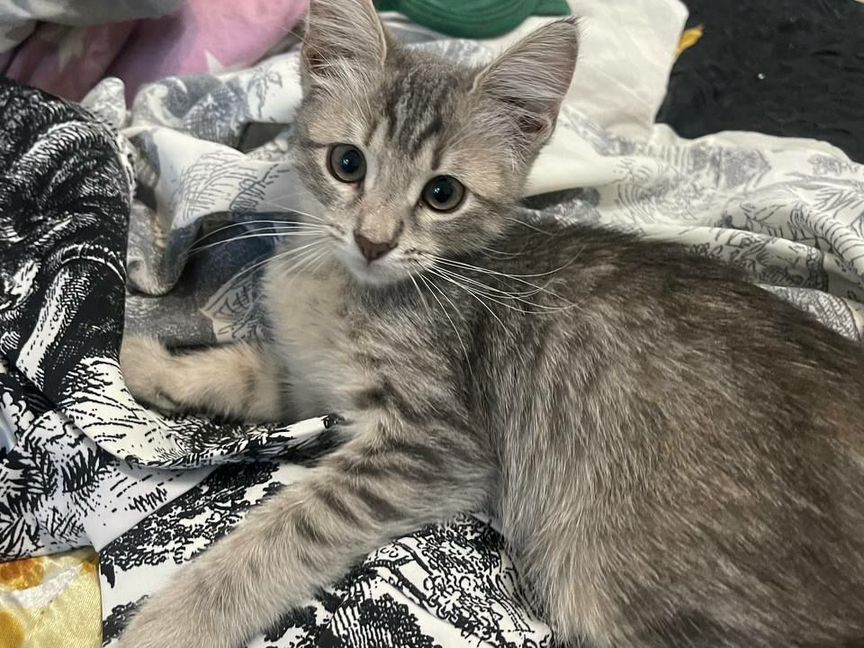 Котята в добрые руки SOS
