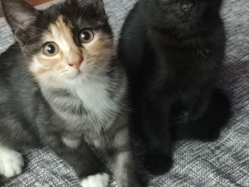 Красивые котята ждут хозяев
