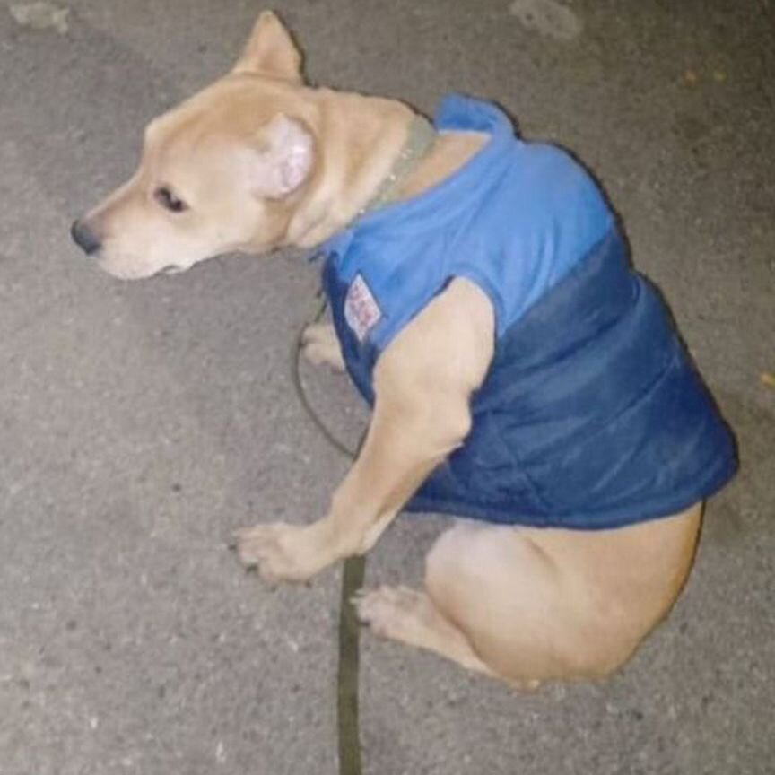 Пёс ищет своего Человека