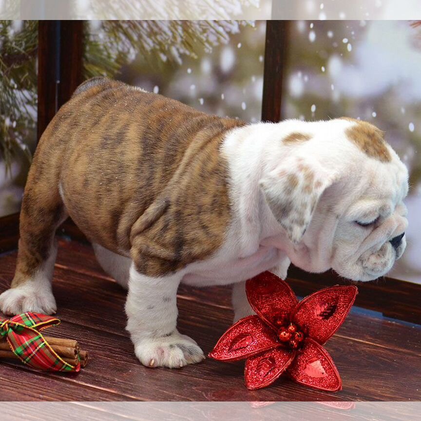 Английский бульдог, щенок