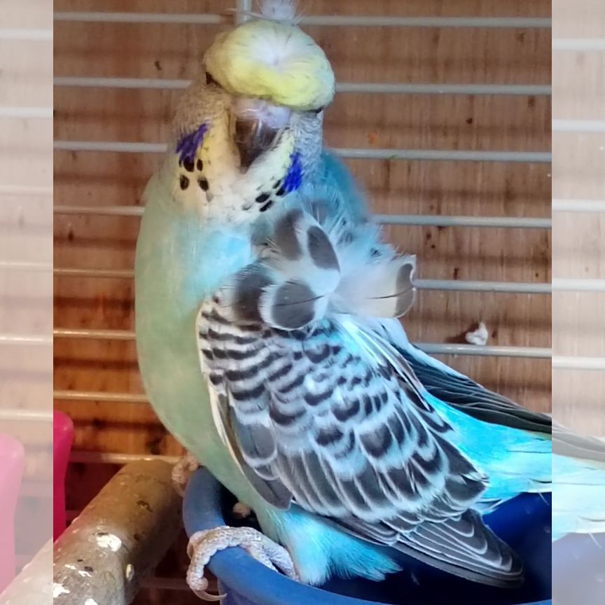 Волнистые попугаи хагоромо