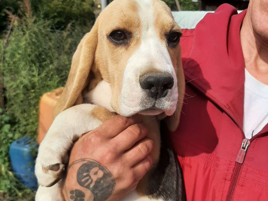 Бигль девочки