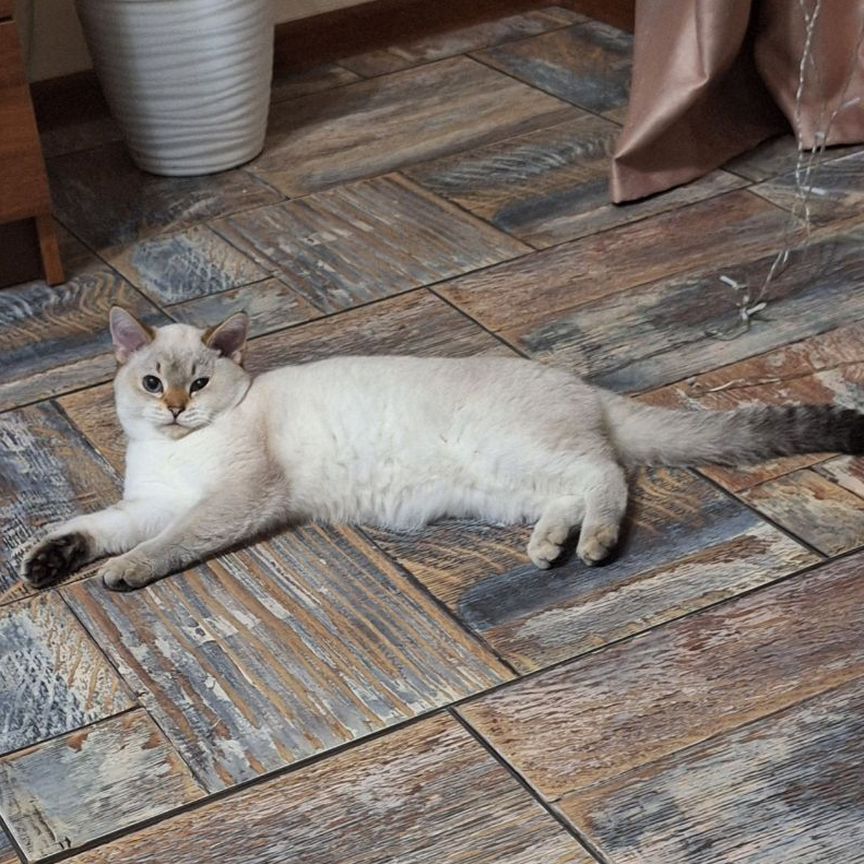 Взрослая, Девочка кошка в добрые руки