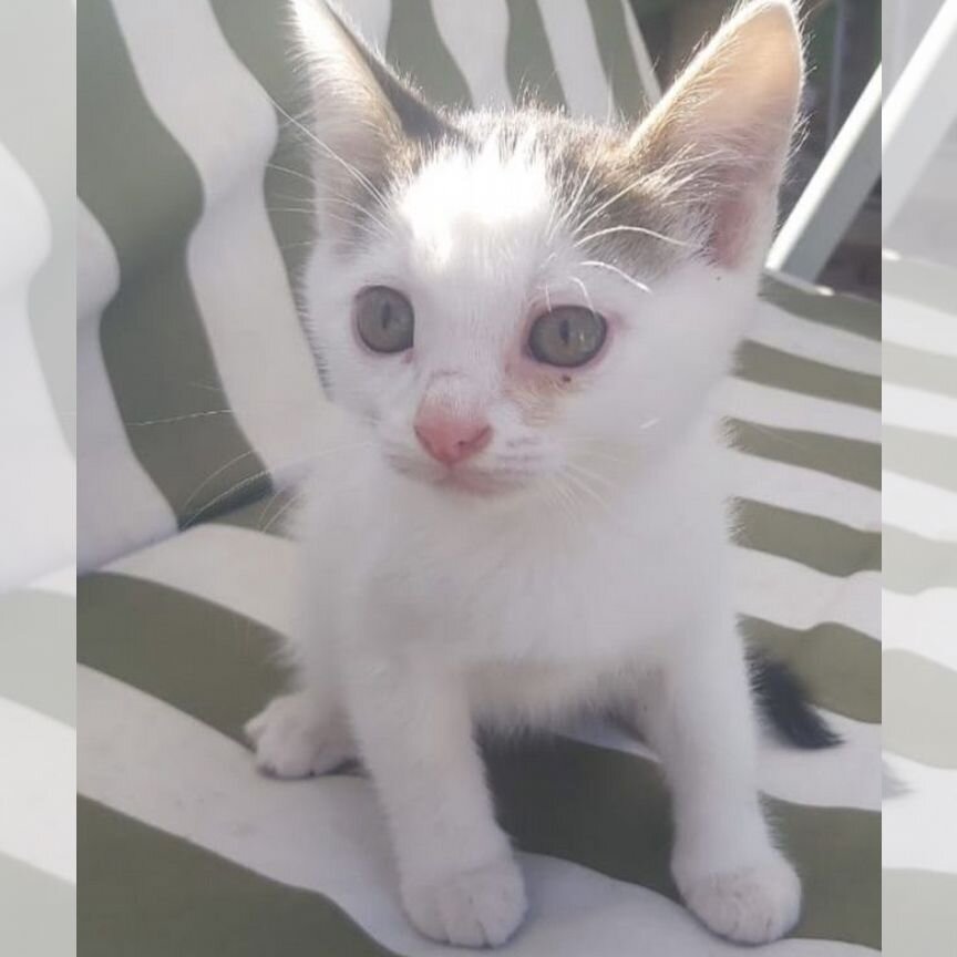 Котенок девочка 2,5мес