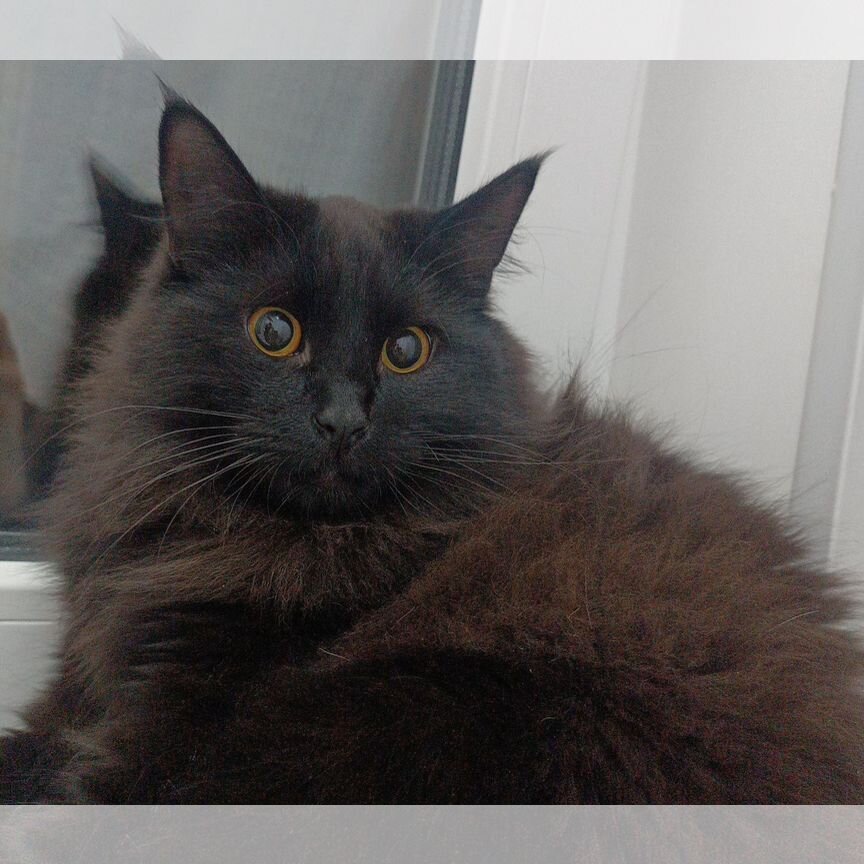 Сибирский котёнок