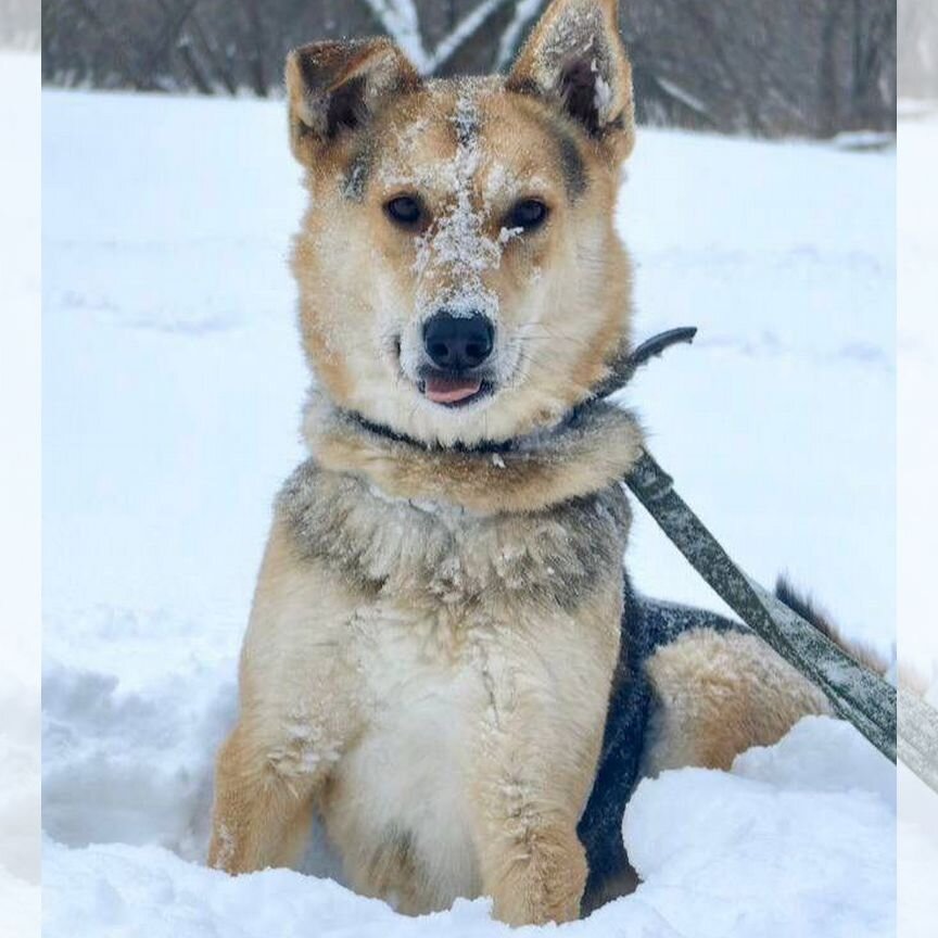 Взрослый пёс в добрые руки
