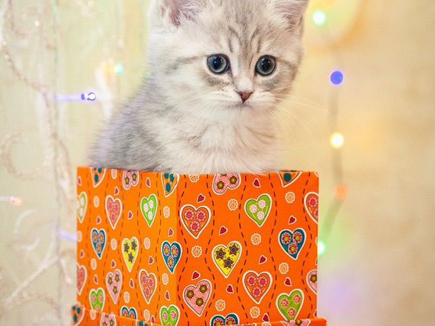 Золотые и голубые британцы