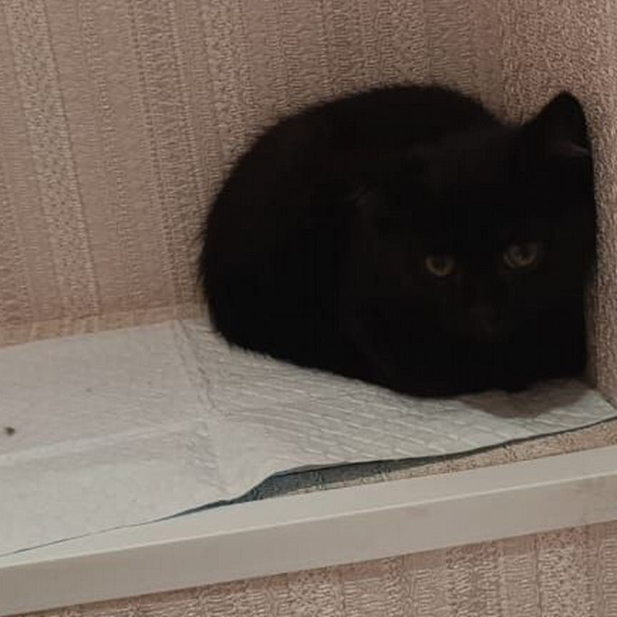 Котенок кот кошка в добрые руки