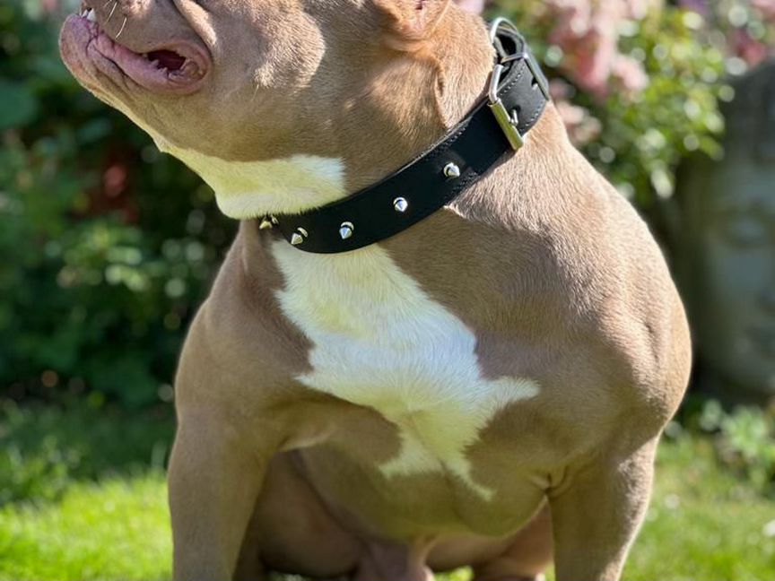 Американский булли вязка