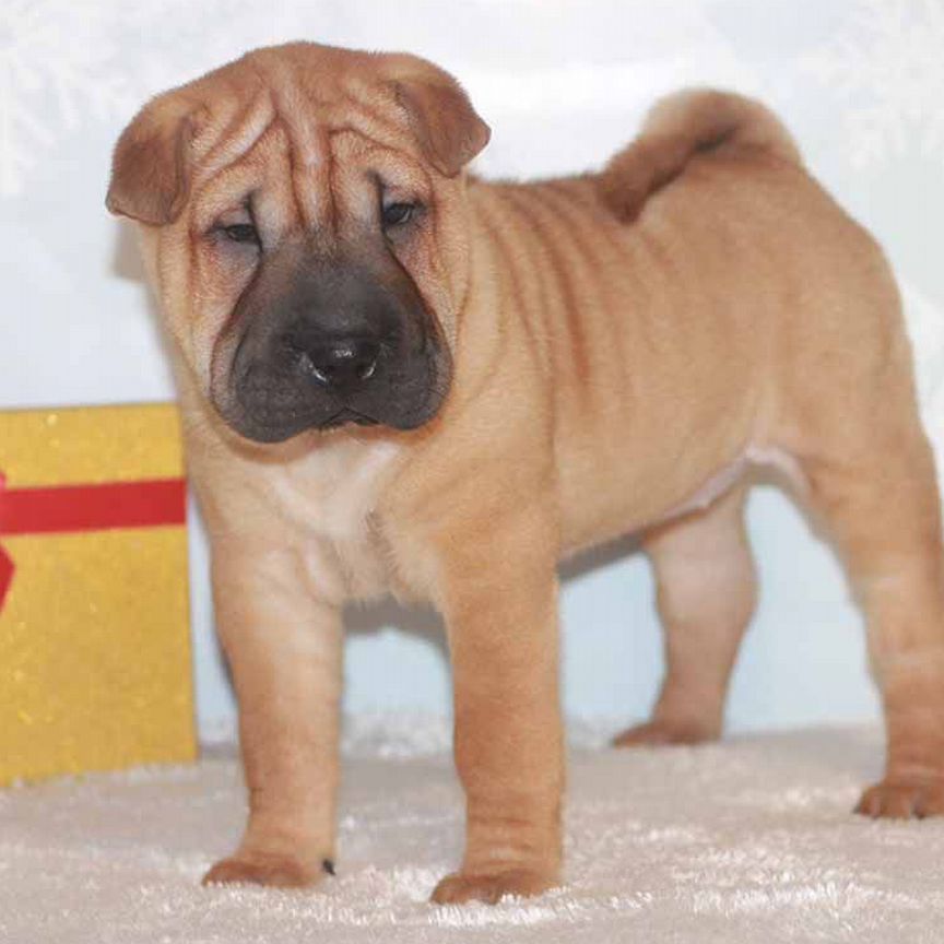 Шарпей, щенок