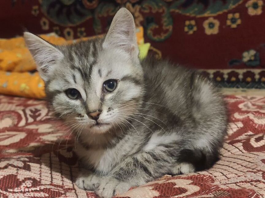Ласковый мальчик ищет своих добрых хозяев