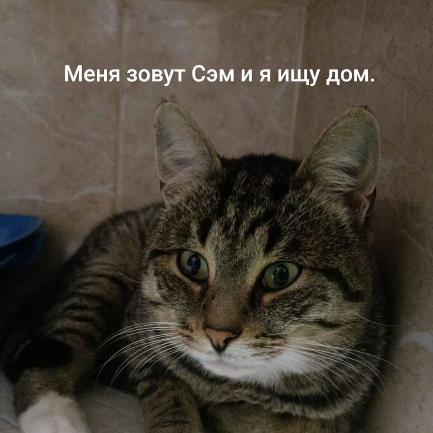 Котик в добрые руки
