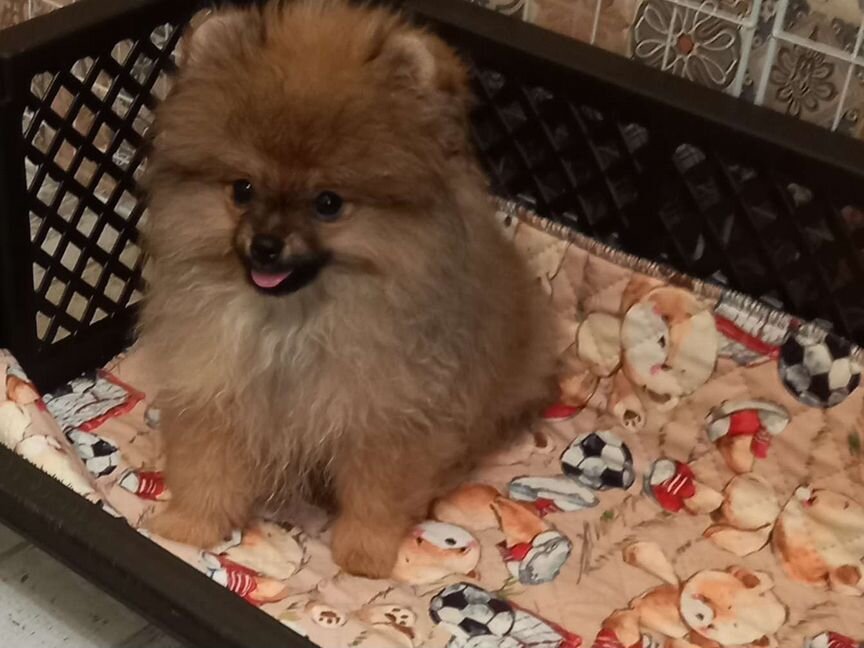 Померанский шпиц тип мишка mini