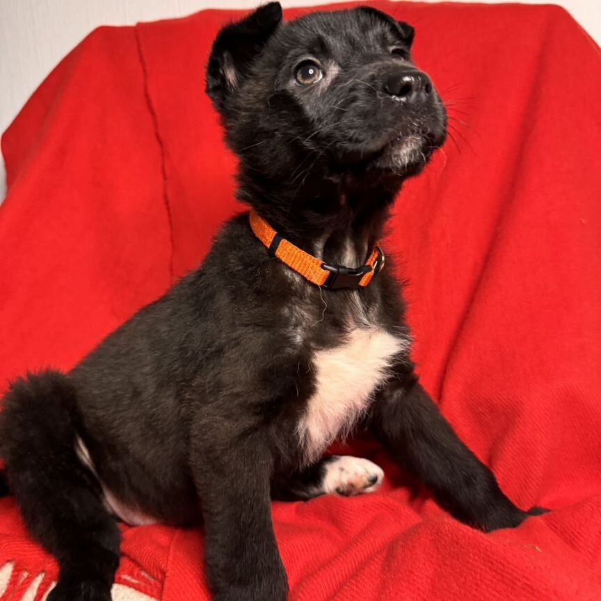 Щеночек ищет дом