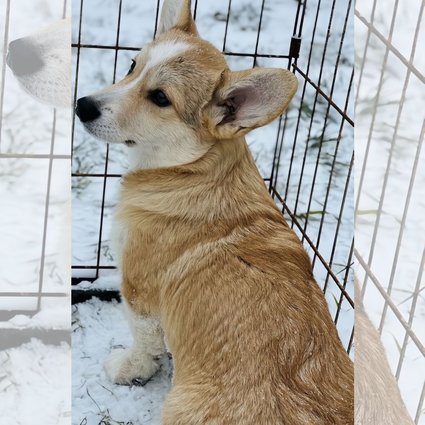 Вельш Корги Пемброк, щенок