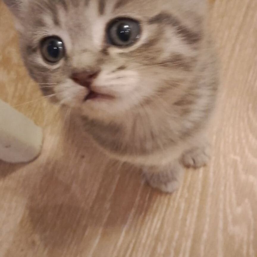 Милые котята