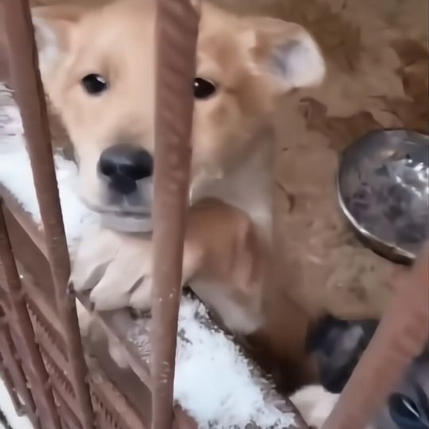 Щенок в добрые руки