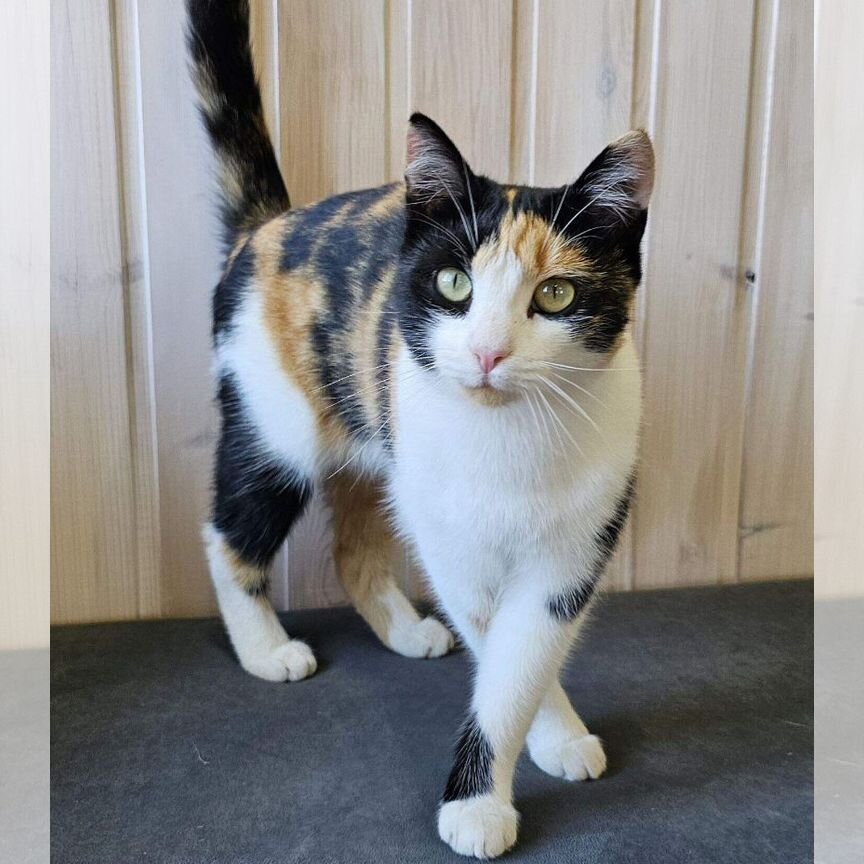 Взрослая, кошка в добрые руки