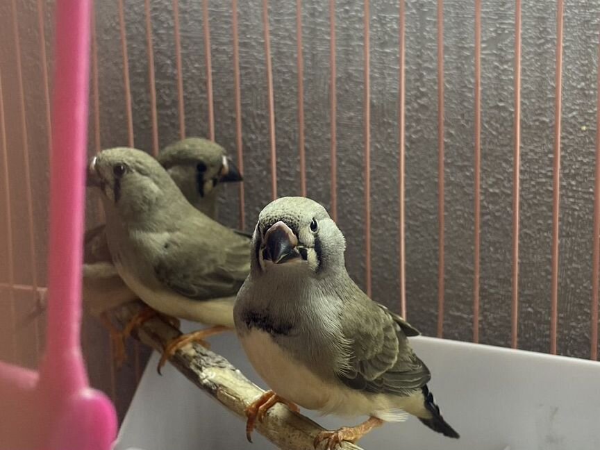 Зебровые амадины