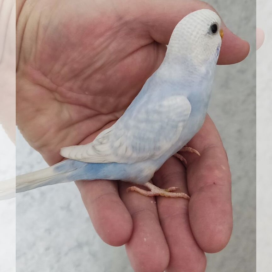 Птенцы волнистый попугай ручной