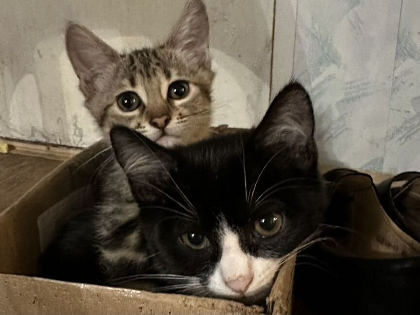 Отдадим котят метисов