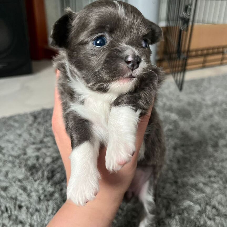 Чихуахуа крутышка