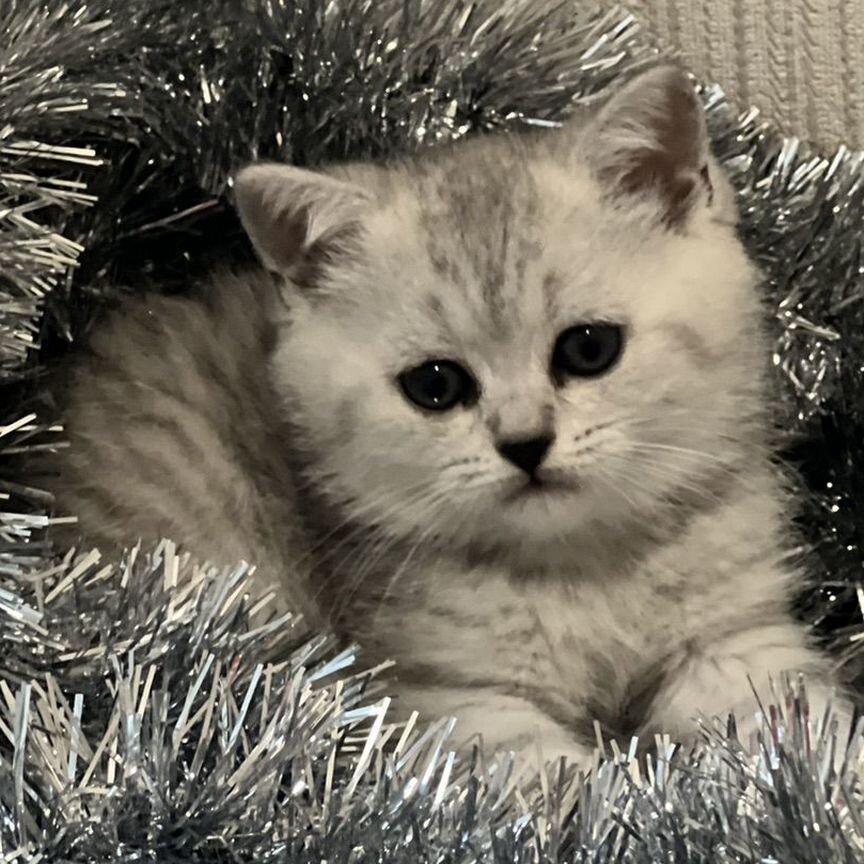 Котята шотландцы прямоухие