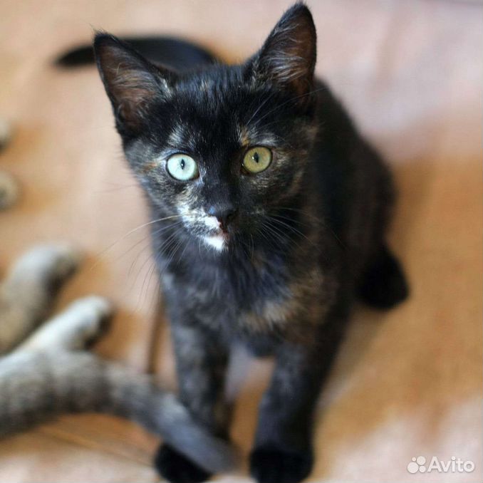 Черепаховая девочка котенок ищет дом бесплатно