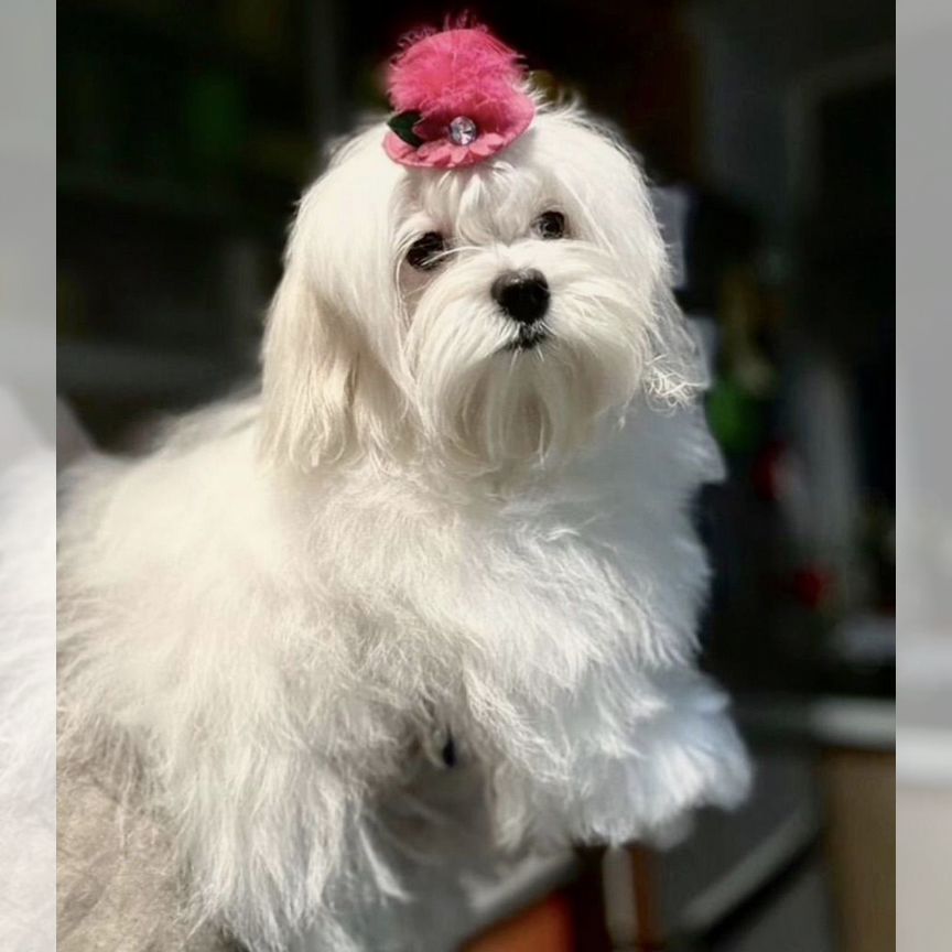 Мальтийская болонка, щенок