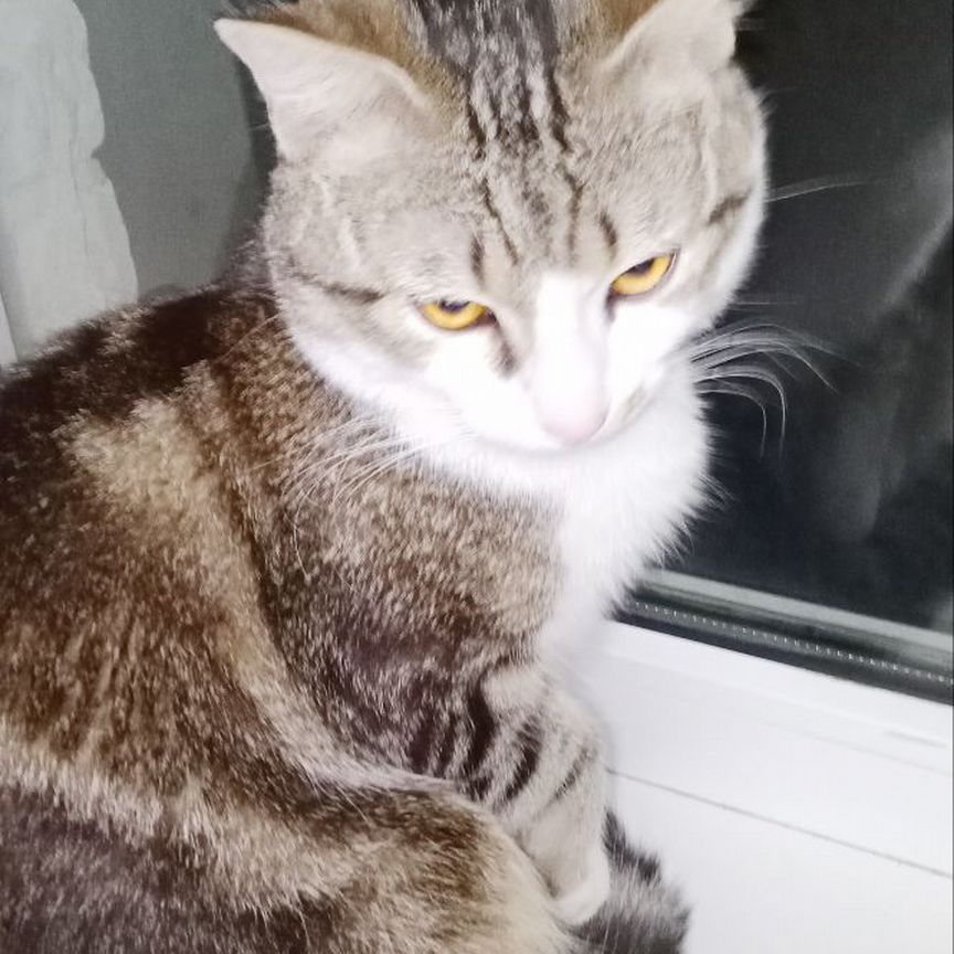 Кот тиша