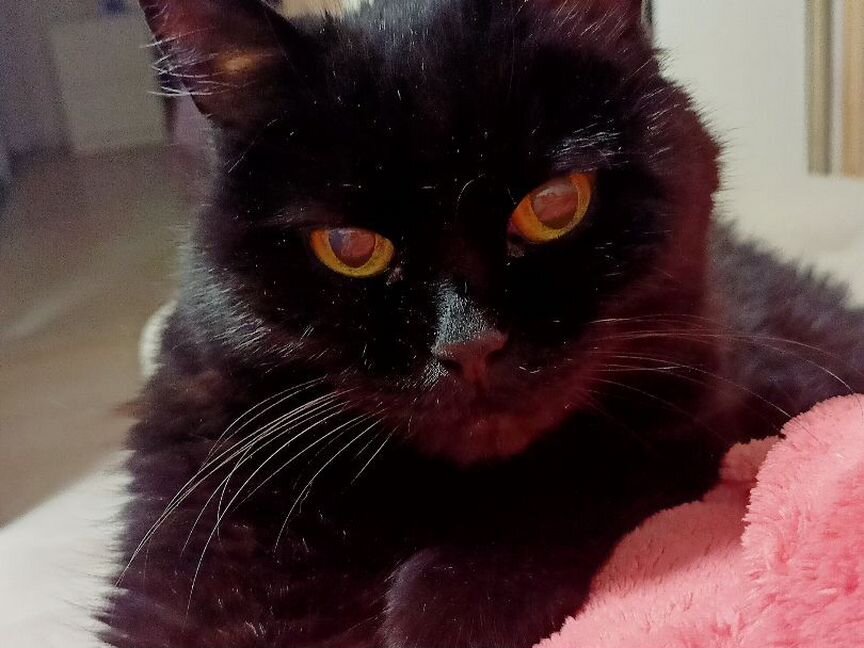 Кошка
