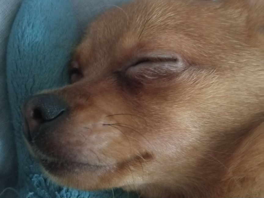 Продам щенка чихуахуа. Торг уместен