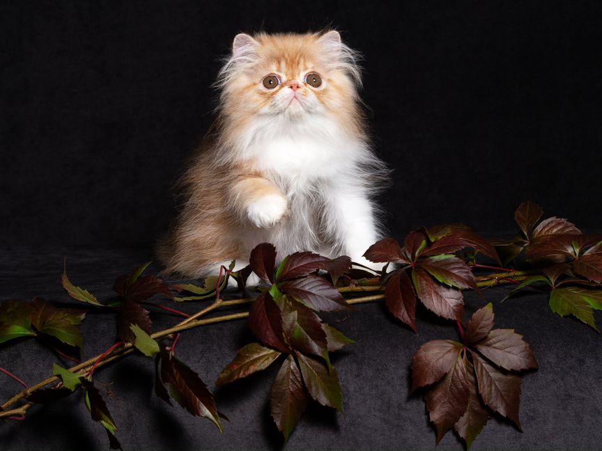 Персидский котик